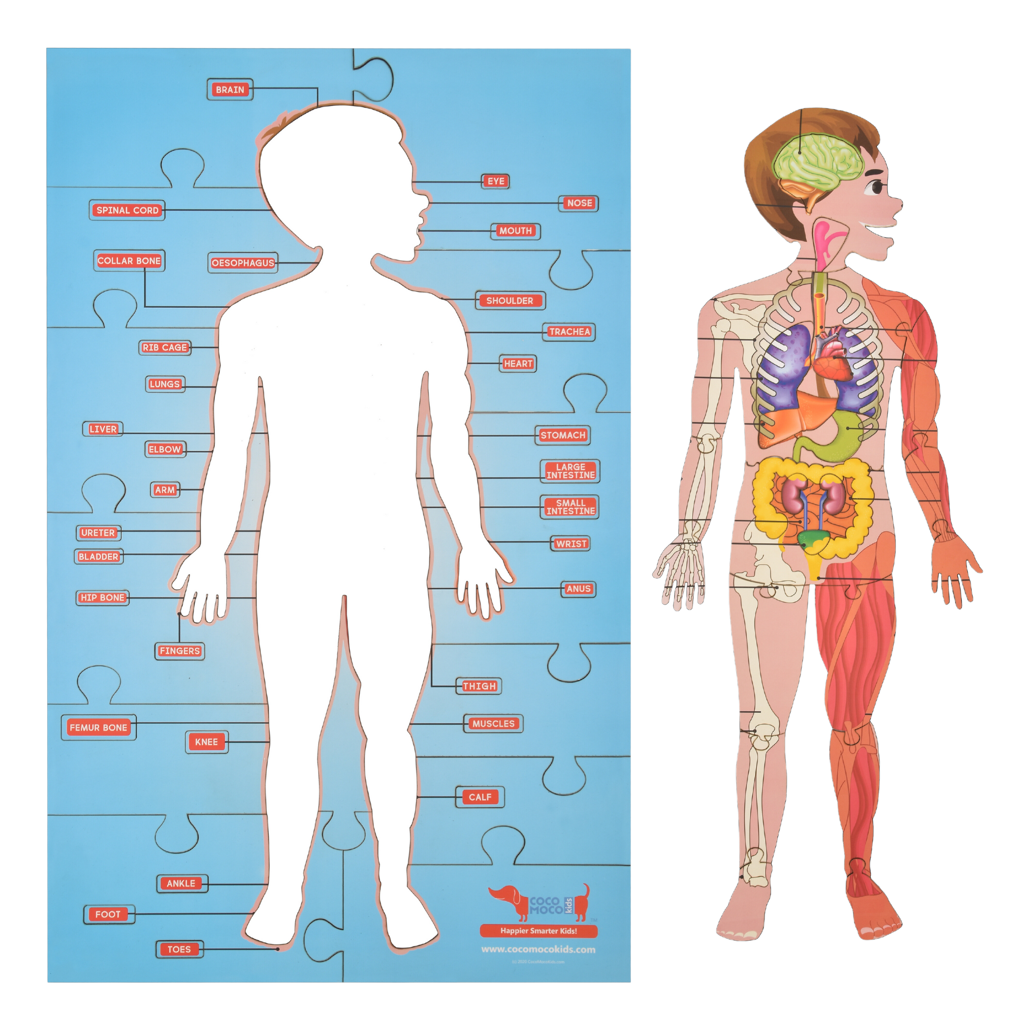 CocoMoco Kids Wooden Human Body Parts Puzzle – Ages 4–12